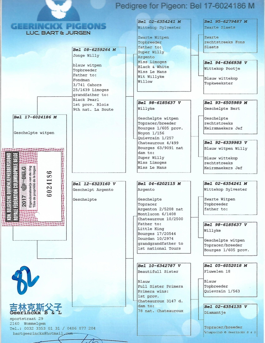 BE 17 6024186 M Orig. L.B.J Geerinckx - Gr.son "WI ... - RacePigeons.ro