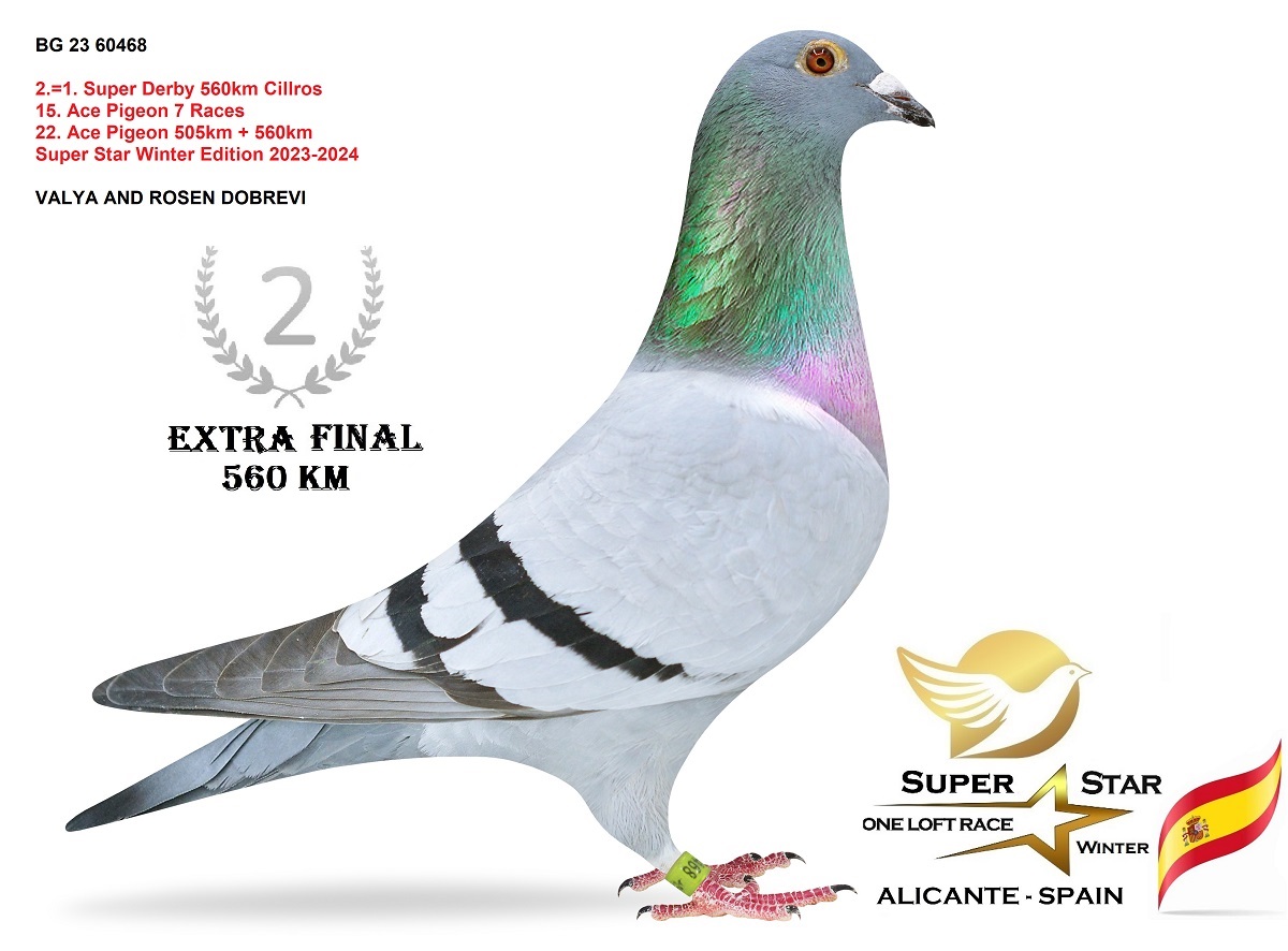 DV 6327 25 508 "BRO.UNLUCKY GUY" Super Star Loft - ... - RacePigeons.ro