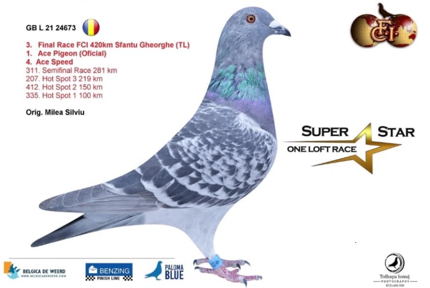 Crescatorul: Milea Silviu - RacePigeons.ro