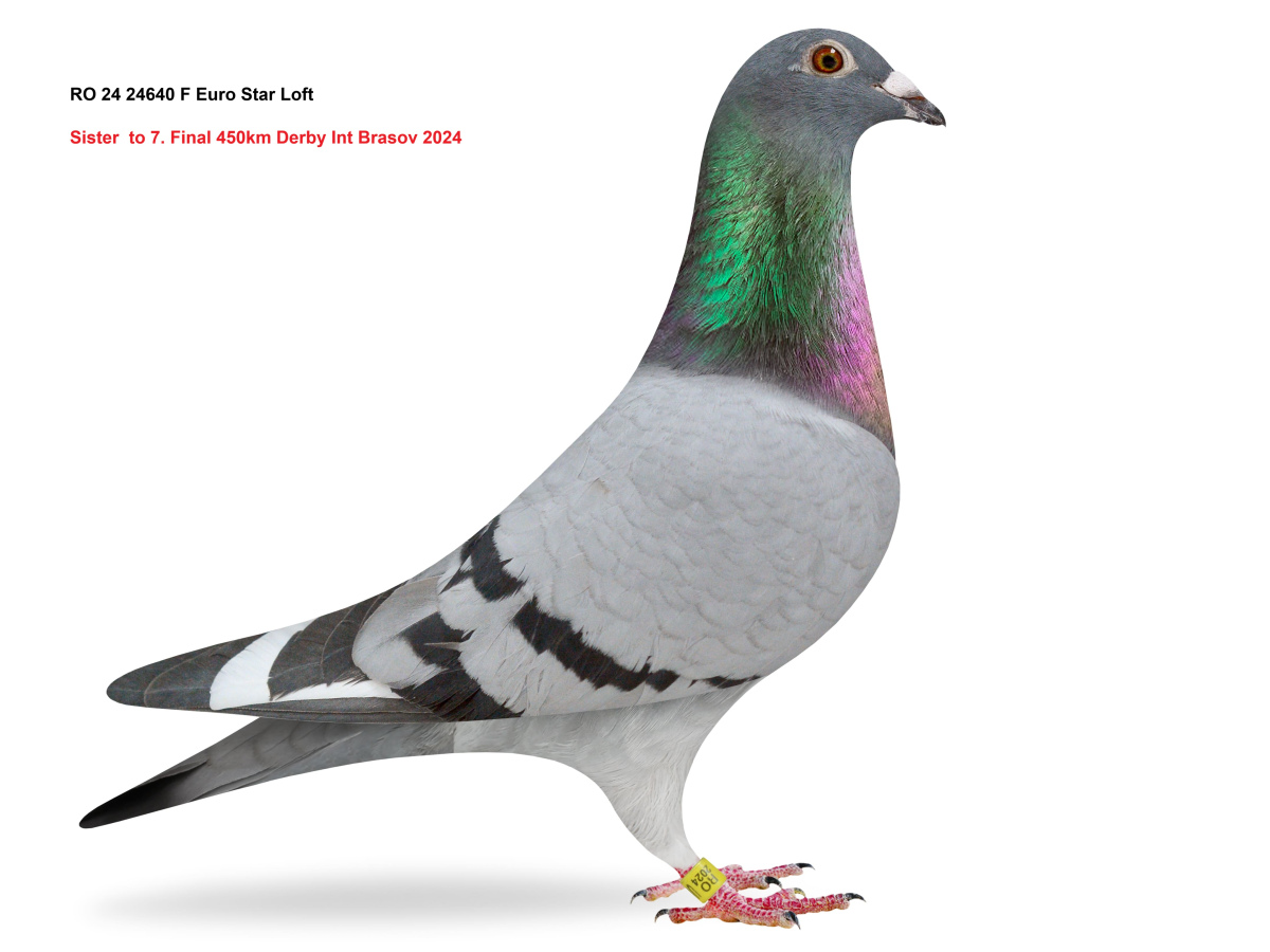 Crescatorul: Euro Star Loft ! - RacePigeons.ro