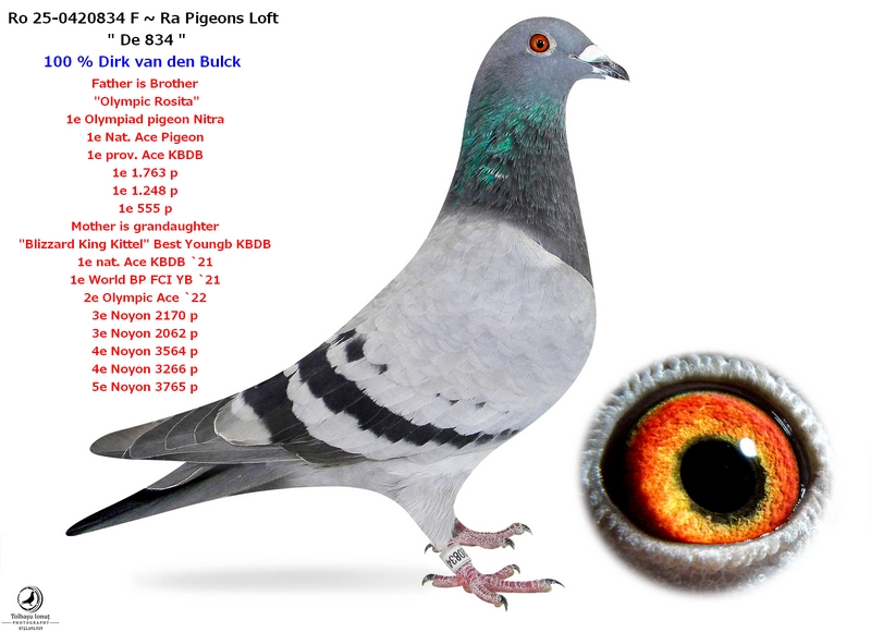 Crescatorul: RA Pigeons Loft - Alex Racean - RacePigeons.ro