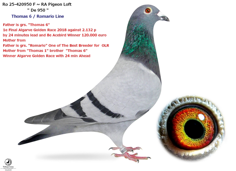 Crescatorul: RA Pigeons Loft - Alex Racean - RacePigeons.ro