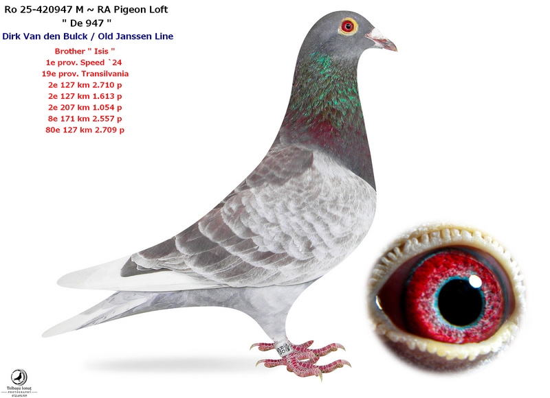 Crescatorul: RA Pigeons Loft - Alex Racean - RacePigeons.ro